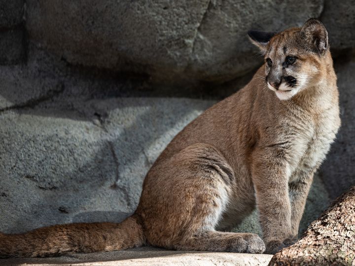 University of Houston